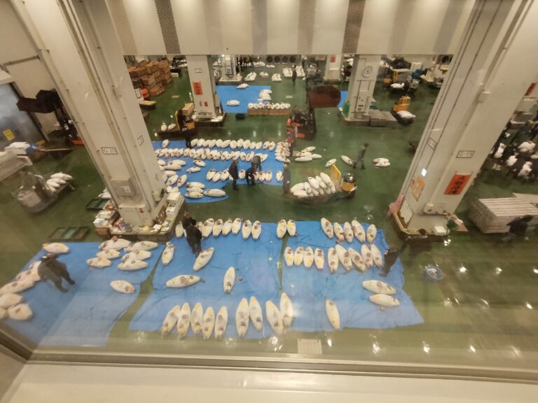 A Guide to Toyosu Fish Market (Part 2): Witnessing the Thrill of the ...